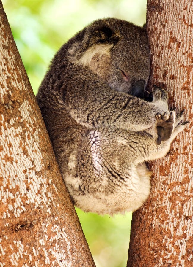 Sleeping Koala stock image. Image of wildlife, cuddly - 7483003