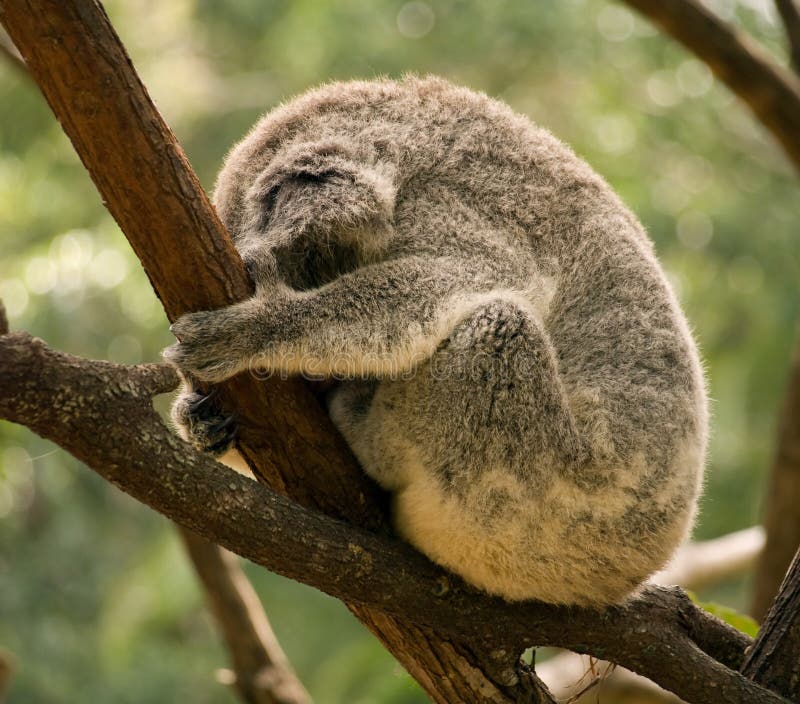 Sleeping Koala in Australia Stock Image - Image of tired, animal: 28506391