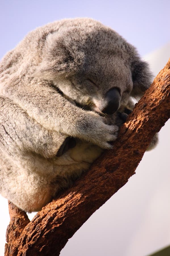 34+ Sleeping koala bear Free Stock Photos - StockFreeImages