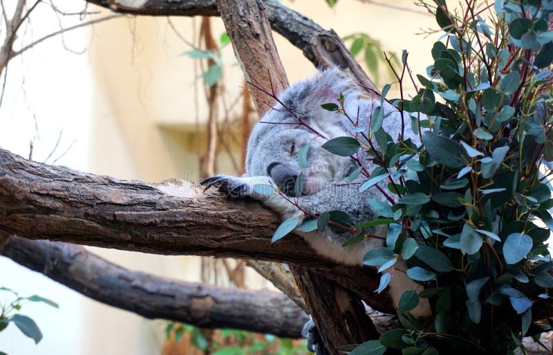 Koala Hiding High in on the Eucalyptus Tree. Australia, Kangaroo Island ...
