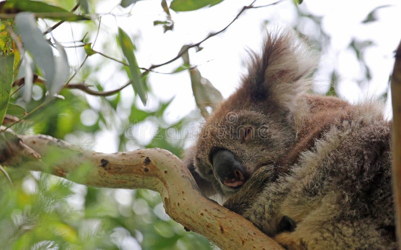Sleeping koala close up stock photo. Image of blue, famous - 191076576