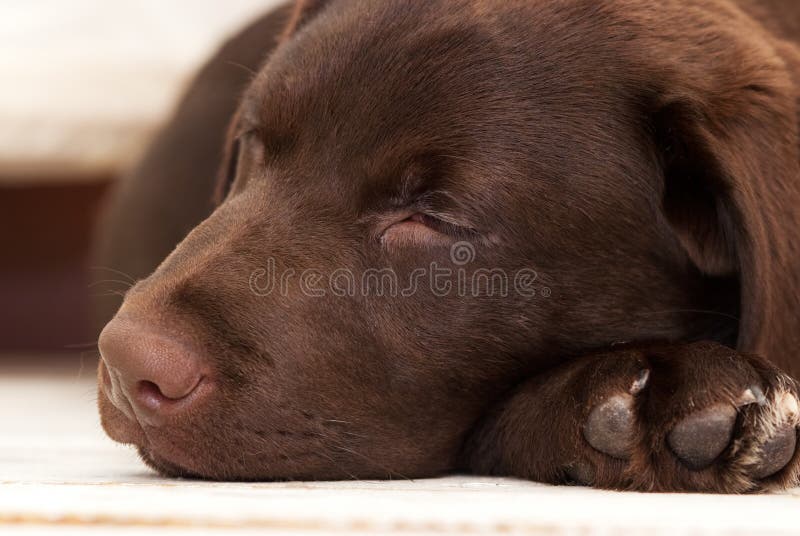 Sleeping labrador stock image. Image of face, doze, doggy - 24846323