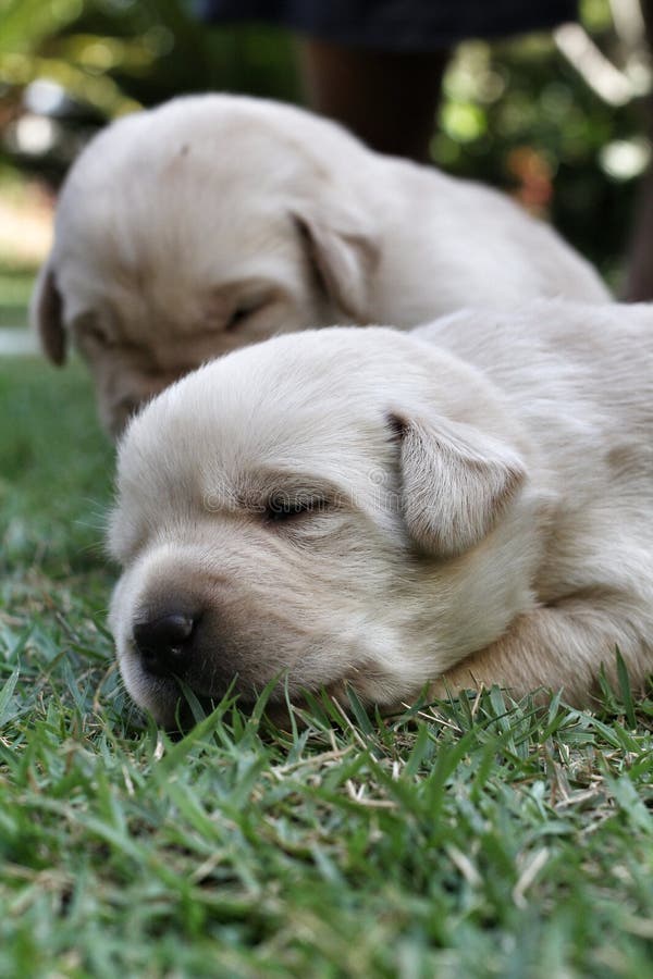 Sleeping Labrador Puppies on Green Grass Stock Image - Image of ...