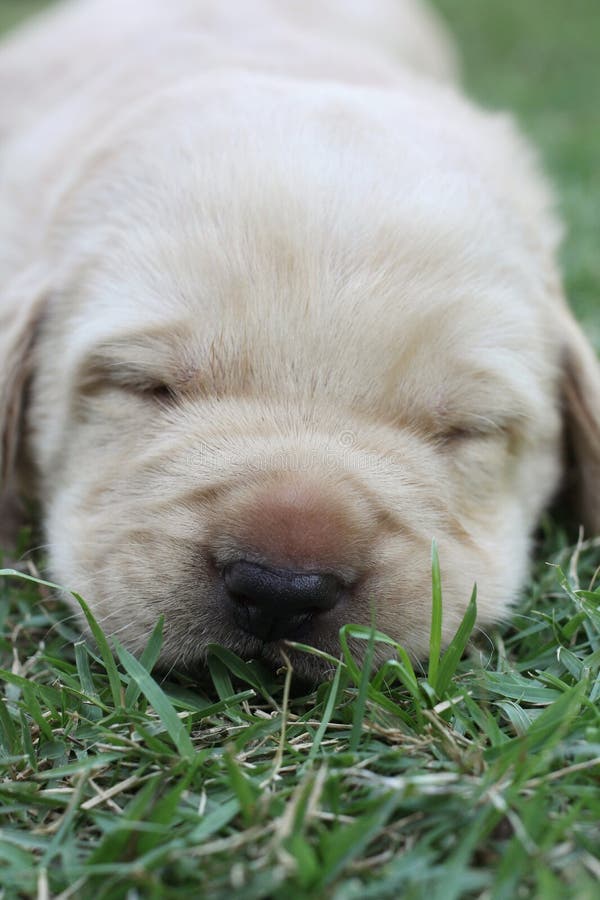 Sleeping Labrador Puppies on Green Grass Stock Photo - Image of closeup ...