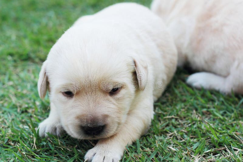 Sleeping Labrador Puppies on Green Grass - Three Weeks Old. Stock Photo ...