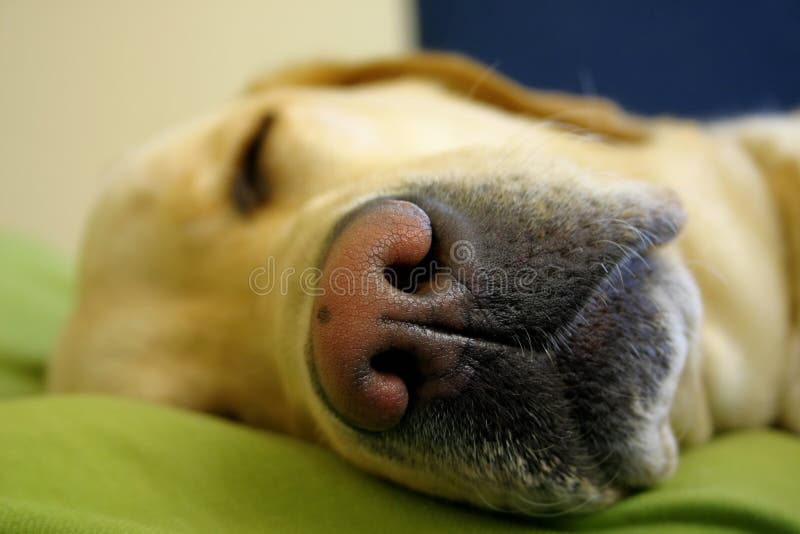 Sleeping labrador puppy stock image. Image of pedigreed - 4262187