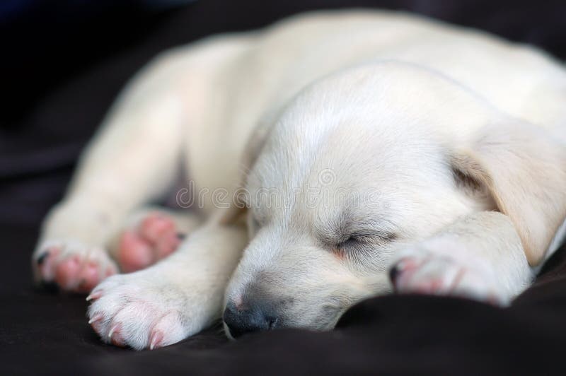 Sleeping Labrador puppy stock photo. Image of isolated - 5127690