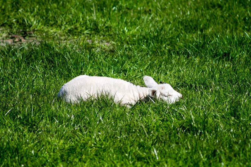 Sleeping Lamb stock photo. Image of spring, play, curious - 40757168