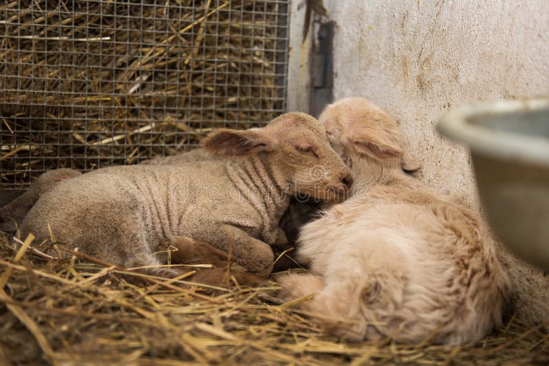 Lambs Sleeping stock image. Image of farm, sunning, lambs - 3380261