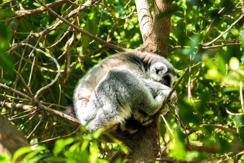 Sleeping Lemur on a Branch Hidden on a Sunny Day Stock Photo - Image of ...
