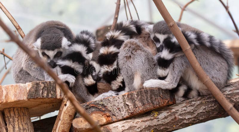 Sleeping lemurs on a tree stock photo. Image of wildness - 299660300