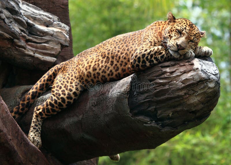 Sleeping Leopard stock image. Image of tropics, tree - 11767781