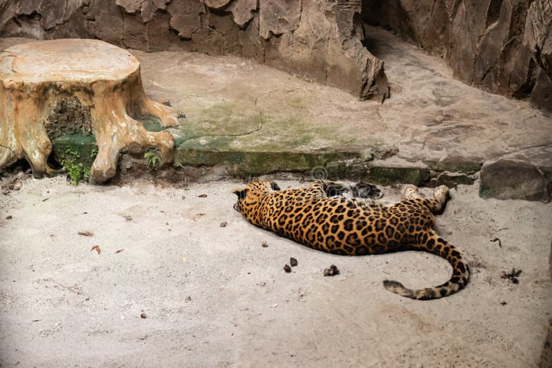 A Sleeping Leopard in a Zoo Enclosure Stock Photo - Image of ground ...