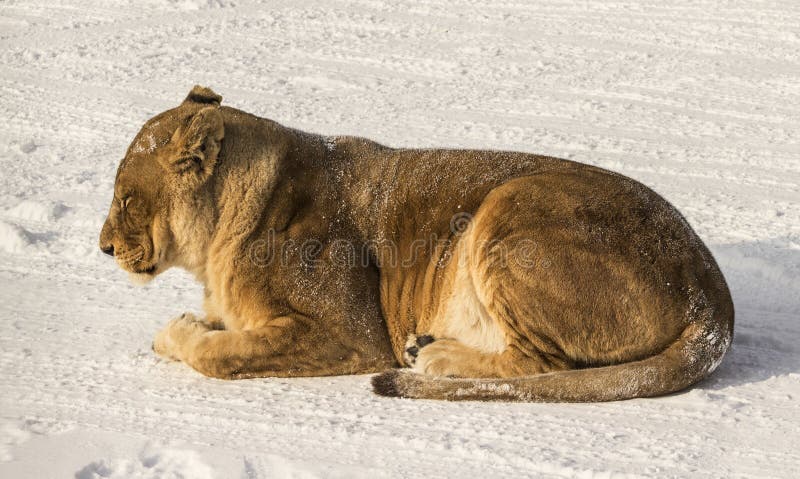 Sleeping Liger in Harbin China Stock Photo - Image of beautiful, feline ...