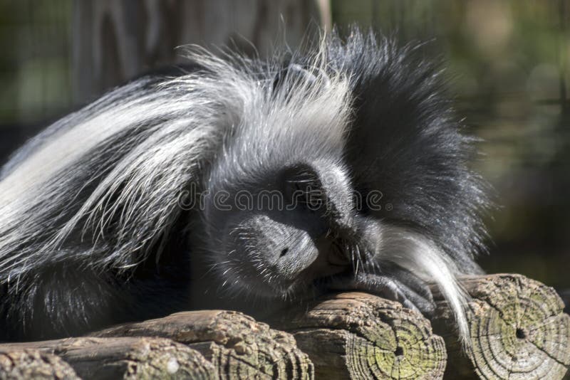 Sleeping Like a Log stock photo. Image of africa, long - 131317800