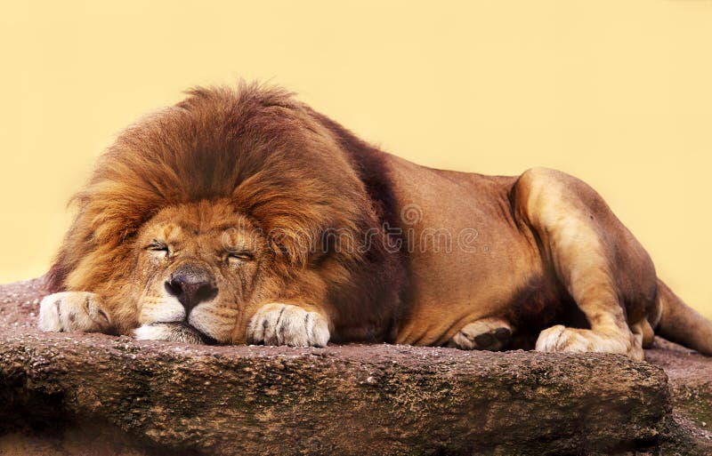 Sleeping lion stock photo. Image of sleep, lion, king - 11267232