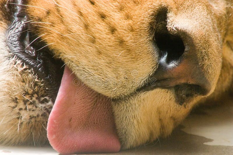 Sleeping lion stock photo. Image of animals, captivity - 15057686