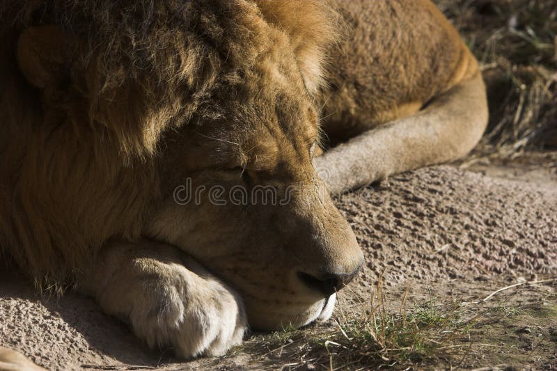 Sleeping lion stock photo. Image of fierce, grass, savage - 1734752