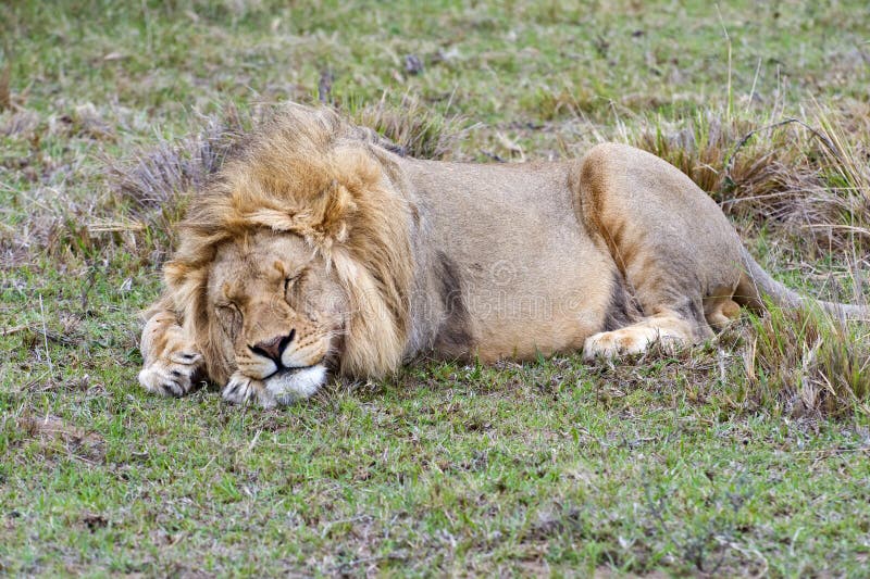 Sleeping Lion stock photo. Image of attraction, tired - 6981134