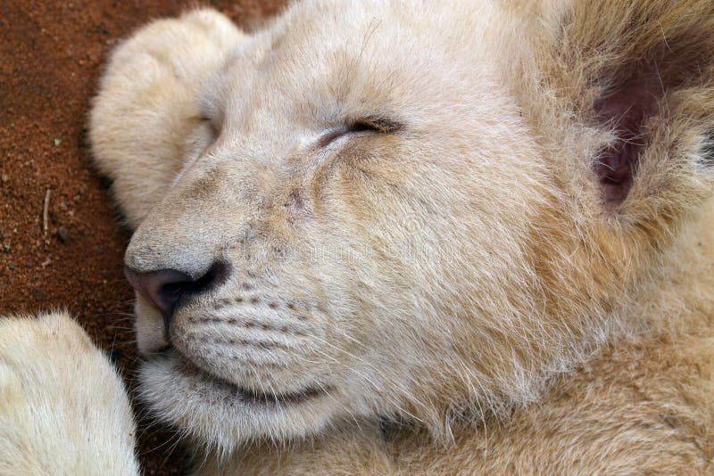 Sleeping lion cub head stock photo. Image of animal, wildlife - 35861064
