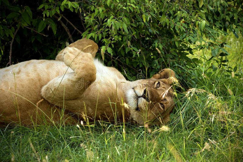Sleepy Lioness in Evening Sun in Serengeti of Tanzania. Relaxed Lion ...