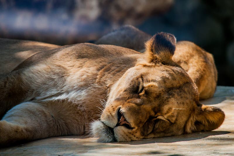Sleeping Lioness stock photo. Image of noon, lion, wildlife - 55172208