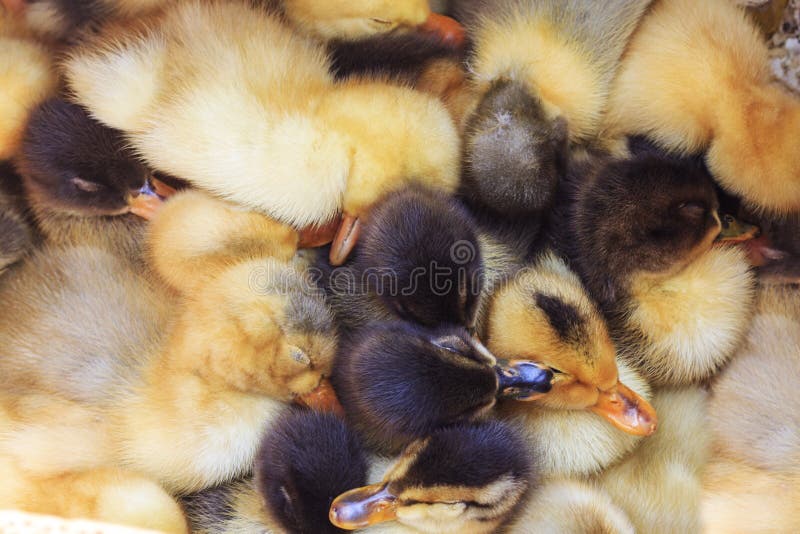 Sleeping little ducks stock photo. Image of hatched, little - 71910786