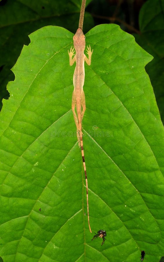 Sleeping Lizard stock photo. Image of jungle, sleep, reptile - 44658596