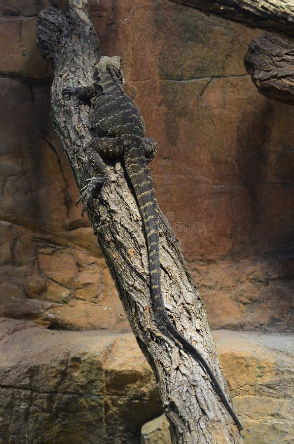 Sleeping big red lizard stock image. Image of argentina - 159626373