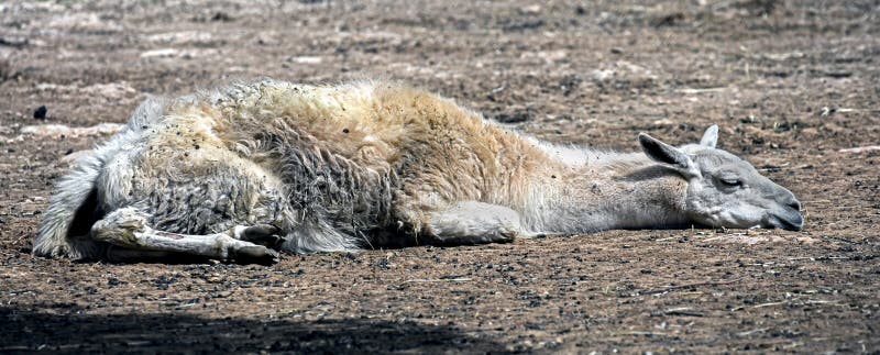 Sleeping llama 1 stock image. Image of herbivore, andes - 99103095