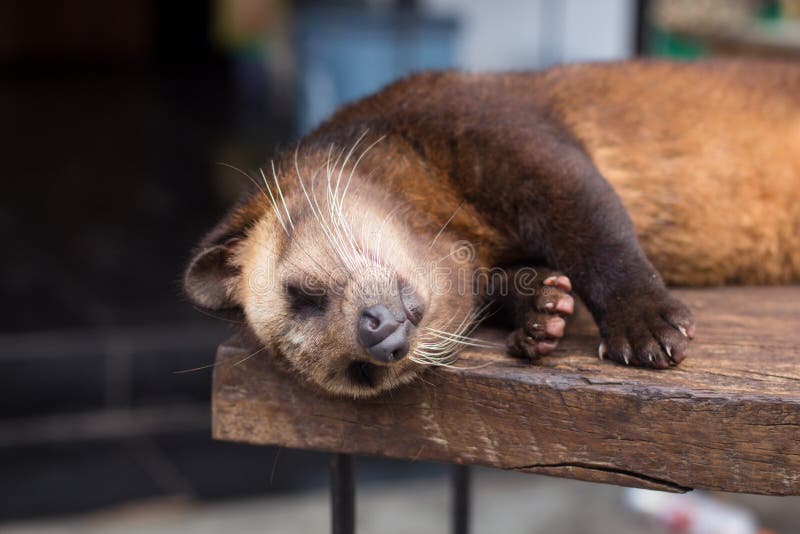 Sleeping luwak stock image. Image of outdoors, dream - 53516577