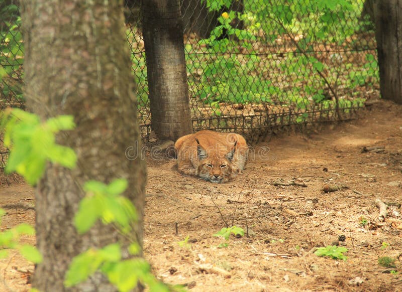 Sleeping lynx stock photo. Image of eurasian, sleep, outdoor - 92486444
