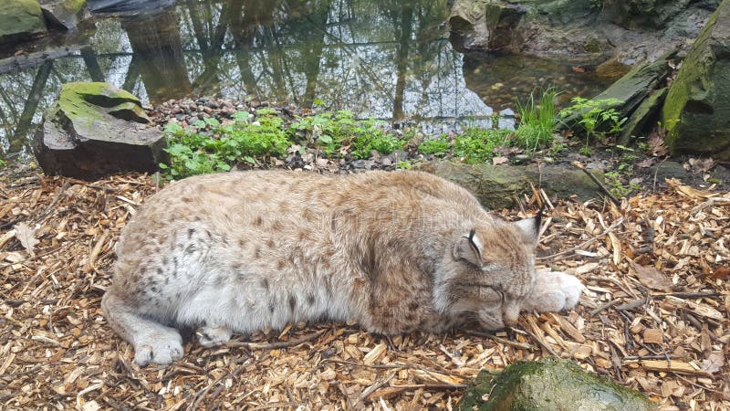 Sleeping Lynx stock photo. Image of sleep, lynx, sleeping - 91737060
