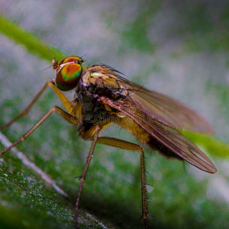 Sleeping male fruit fly stock image. Image of fruit - 239368527