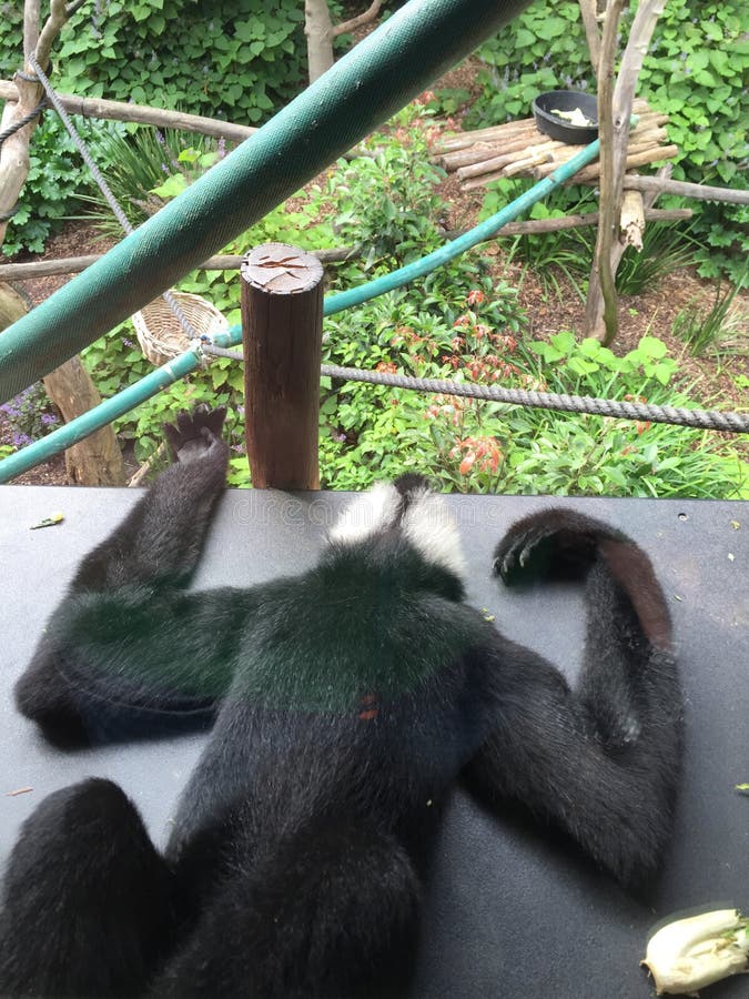 Sleeping ape stock image. Image of animal, wildlife, hands - 8098167