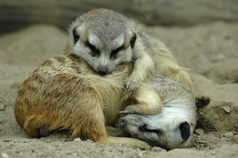 Sleeping meerkats stock image. Image of friendship, family - 33760925