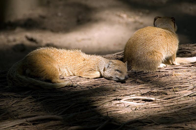 Sleeping Mongoose stock image. Image of rest, sleeping - 6951909
