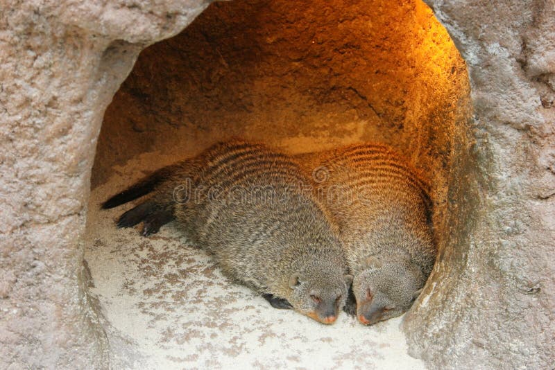 Sleeping mongoose stock photo. Image of animal, wildlife - 53505470