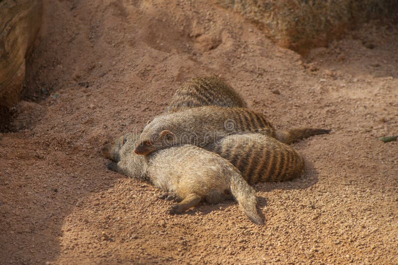 Sleeping Mongooses stock image. Image of group, mongoose - 55642533