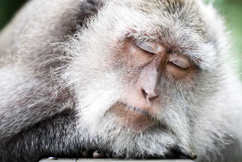 Sleeping monkey stock photo. Image of brown, sleep, hairy - 19950124