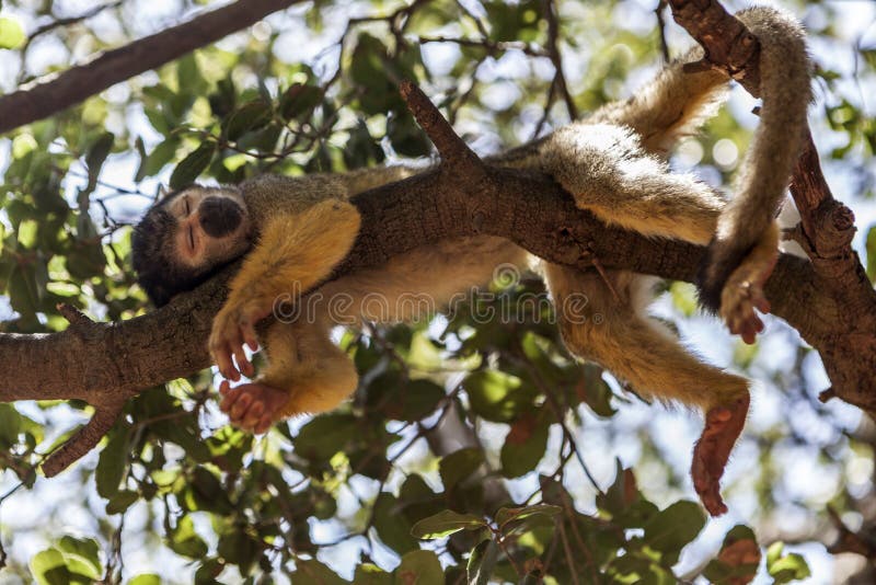 The Sleeping Monkey stock image. Image of beauty, little - 74348865