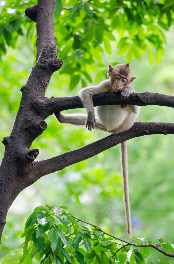 1,741 Monkey Sleeping Photos - Free & Royalty-Free Stock Photos from ...