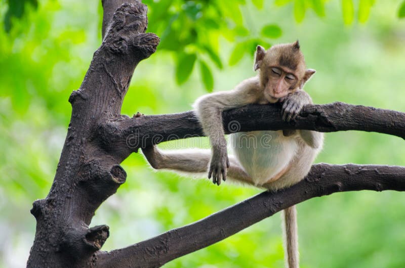 Sleeping monkey stock photo. Image of little, hairy, green - 95585256