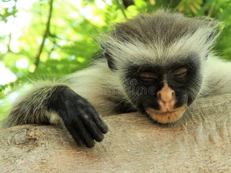 Satisfied sleeping monkey stock image. Image of zanzibar - 271715449
