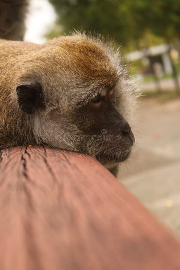 Sleeping Monkey at Singapore Park Stock Photo - Image of mammal, park ...