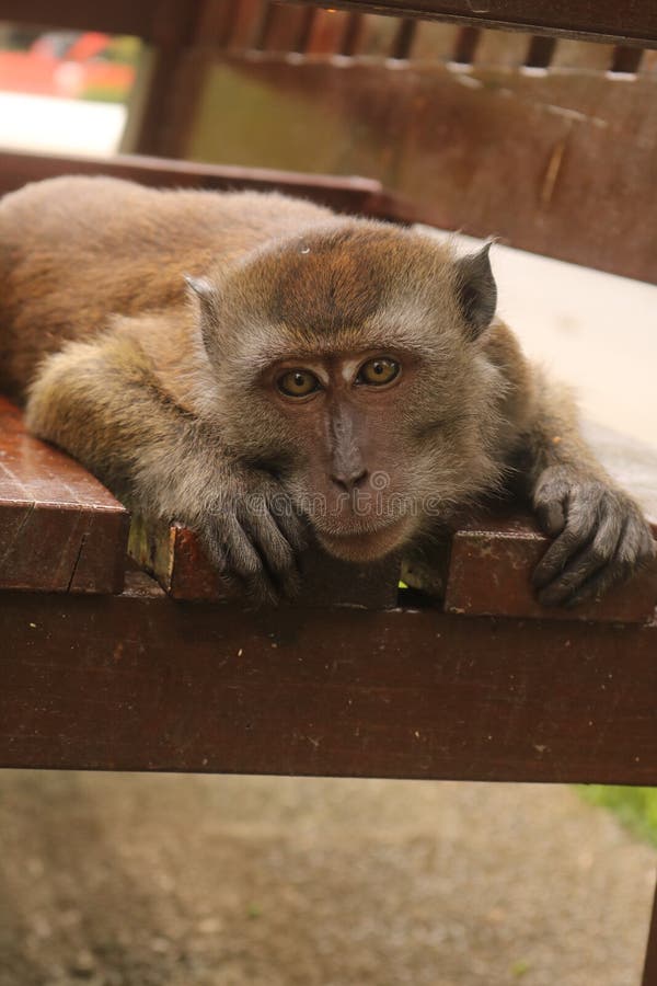 SLEEPING MONKEY at SINGAPORE PARK Stock Photo - Image of park ...