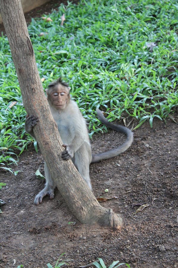 Monkey Sleeping on Tree stock image. Image of macaque - 73672219