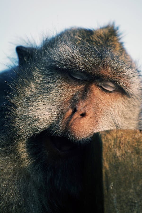 Sleeping monkey stock photo. Image of foliage, nest, dreaming - 9445264