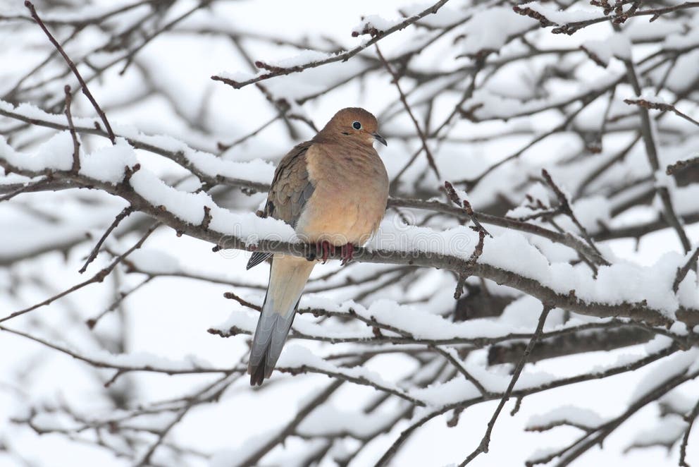 Sleeping Mourning Dove in Snow Stock Photo - Image of nature, snow ...