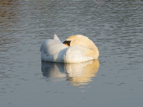 Sleeping Mute Swan stock image. Image of floating, mute - 39972637